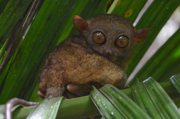 Tarsiers – The unofficial mascot of Bohol